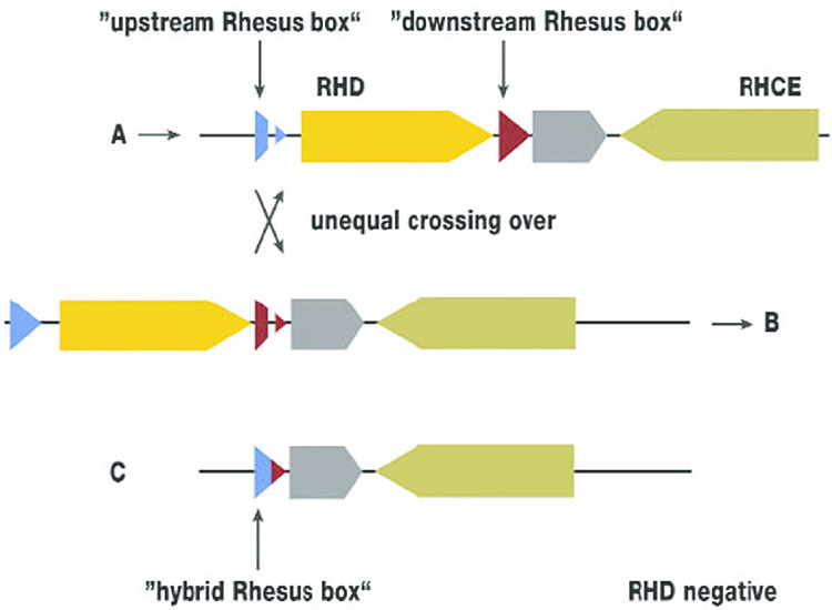 Blood Groups, Rh and Other Correlated Factors: the Scientific Basis of ...